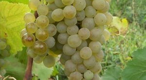 Grape Varieties - Wines of Georgia