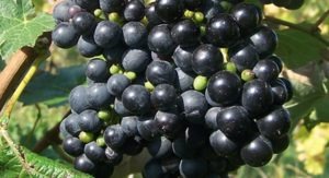Grape Varieties - Wines of Georgia