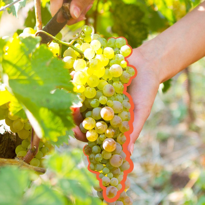 Grape Varieties - Wines of Georgia